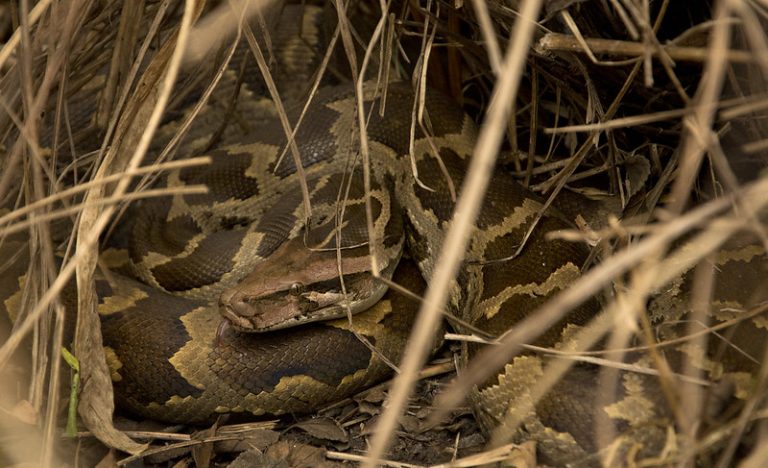 Snakes in Maharashtra - Treks and Trails India