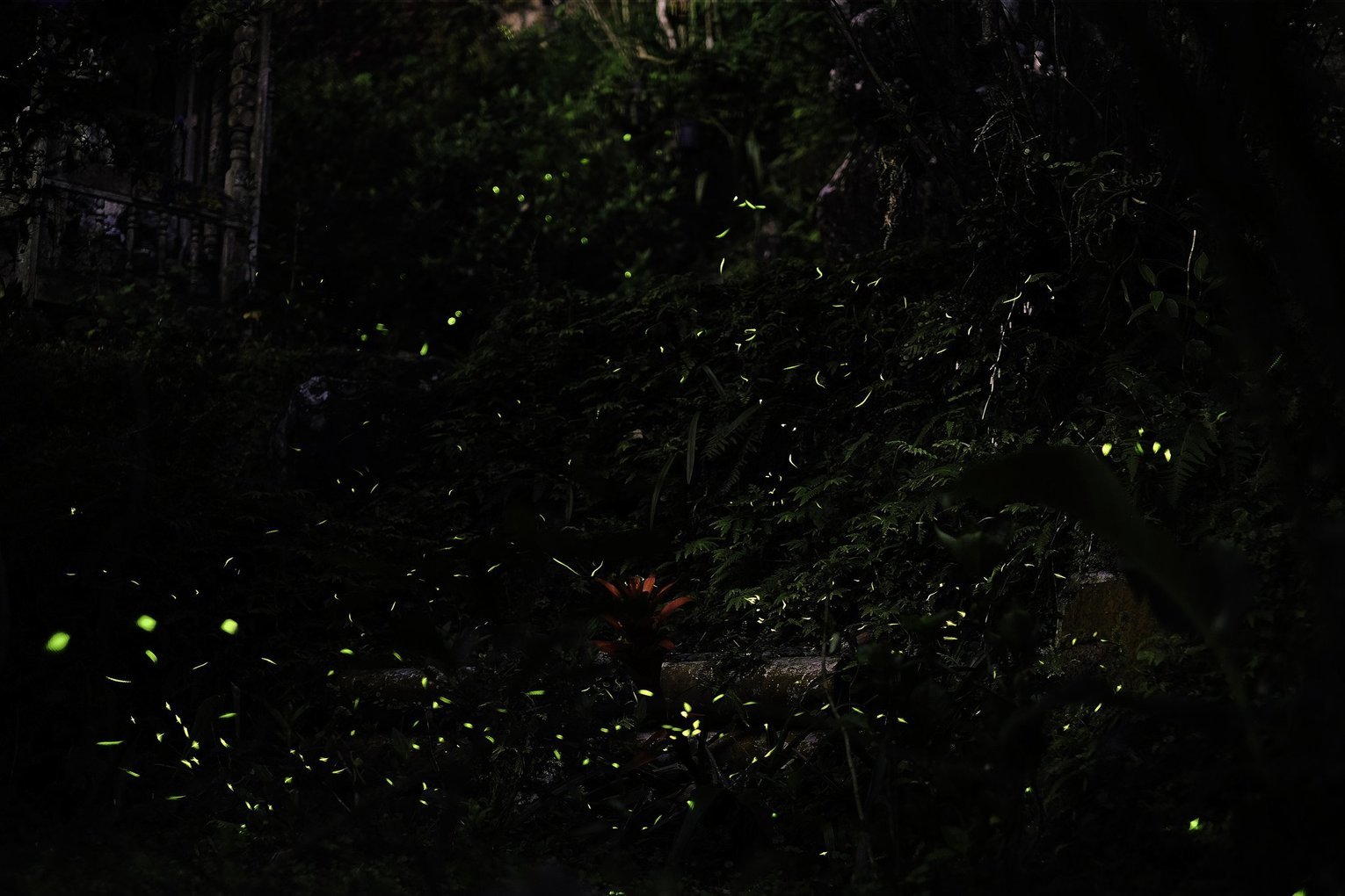 Fireflies Trek & Camping near Mumbai