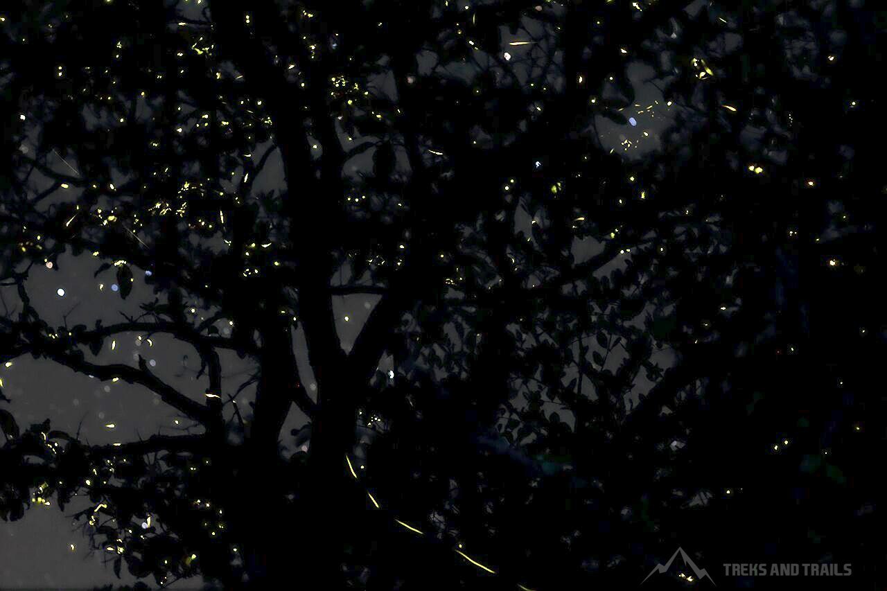 Fireflies Festival Mumbai 2025 | Treks and Trails India