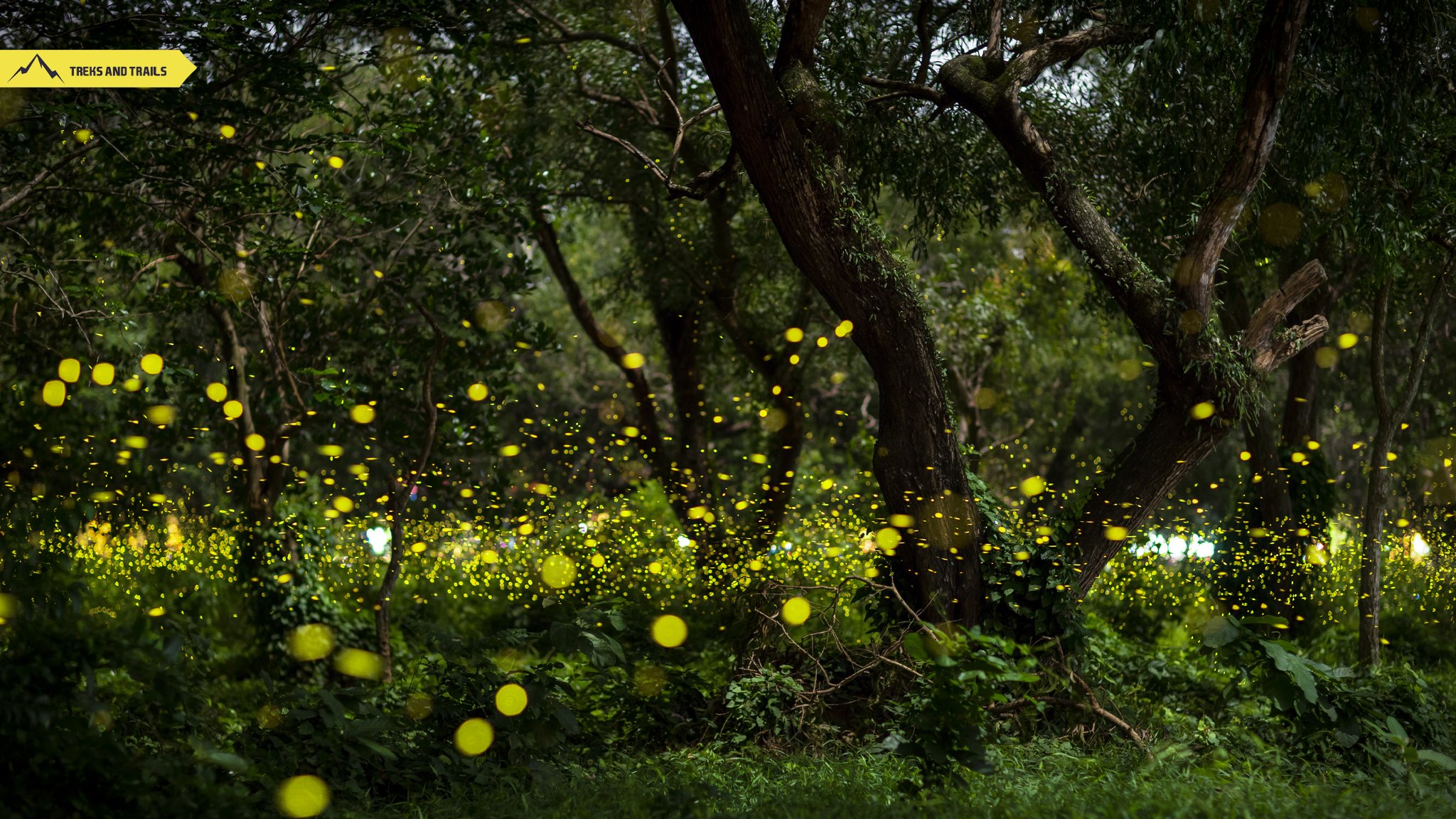 Igatpuri Fireflies Camping 2025 | Treks and Trails India