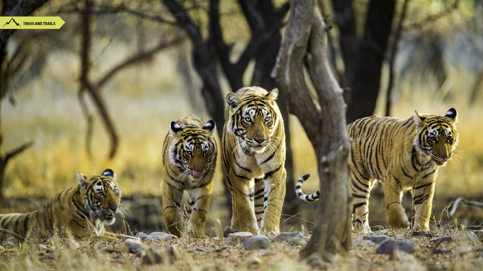 Ranthambore Wildlife Safari: Tiger Safari & Beyond
