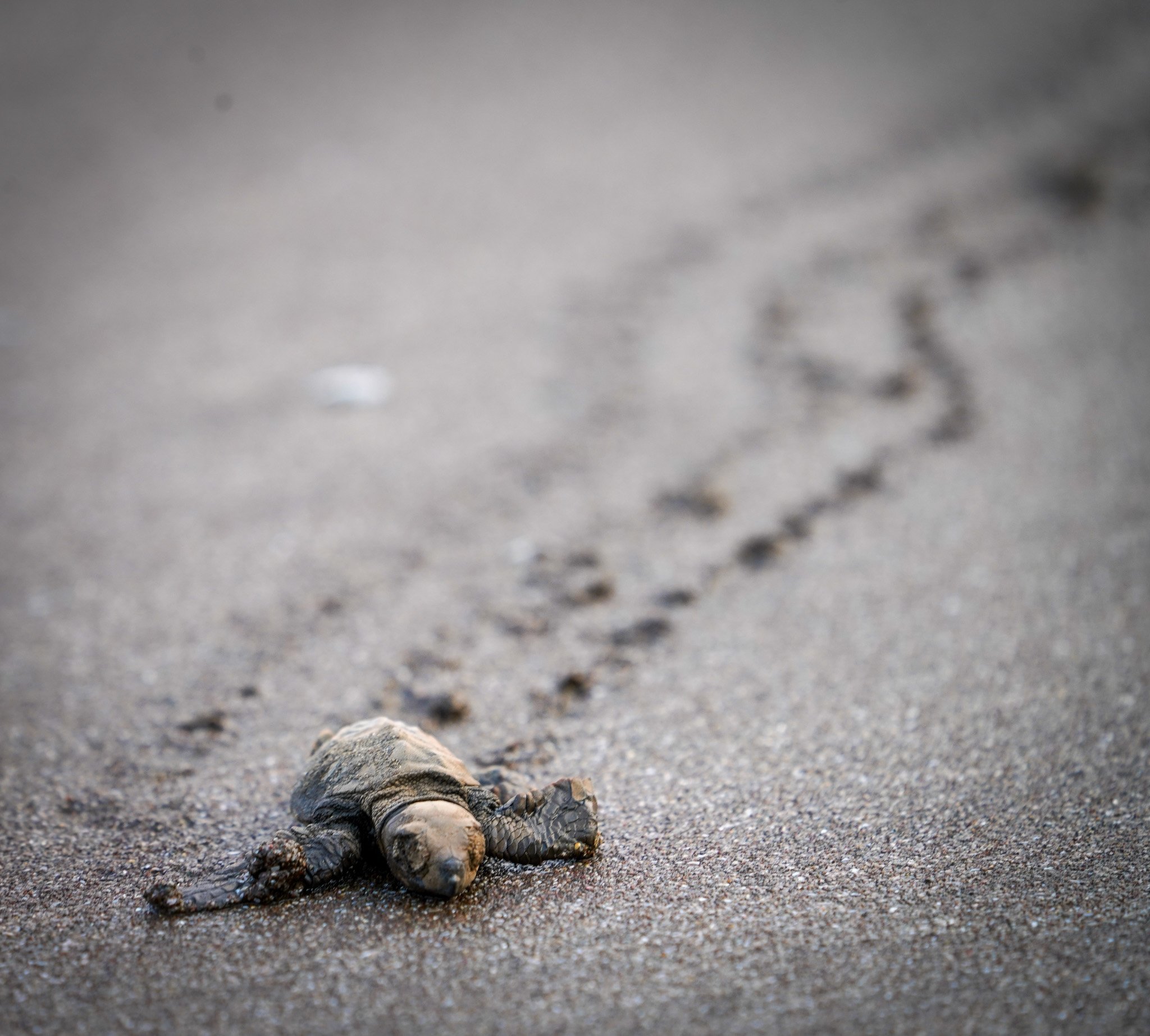 Velas Turtle Festival One Day Trip from Mumbai